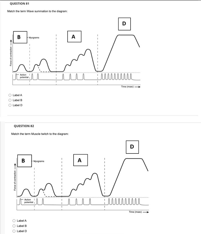 Wave Summation In Muscles