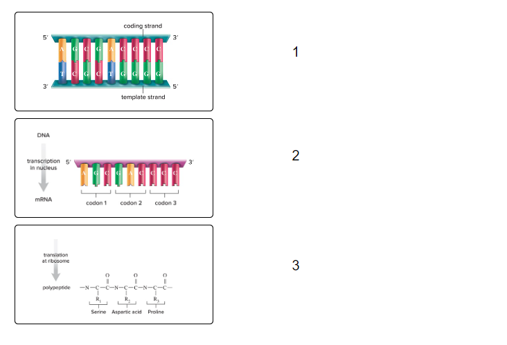 Solved Arrange the images in their proper order to assess | Chegg.com