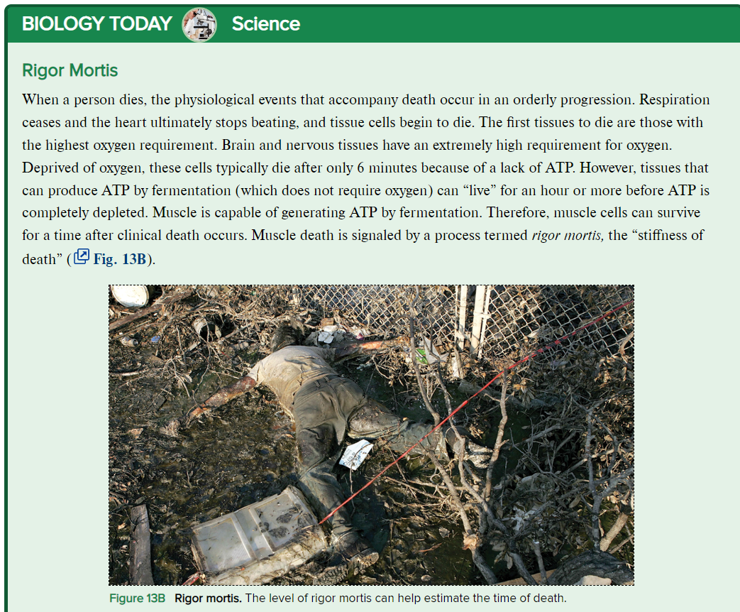 Solved BIOLOGY TODAY Science Rigor Mortis When a person | Chegg.com