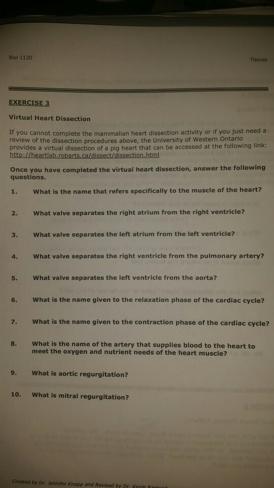 Solved Biol 1120 Tissues Virtual Heart Dissection If you | Chegg.com