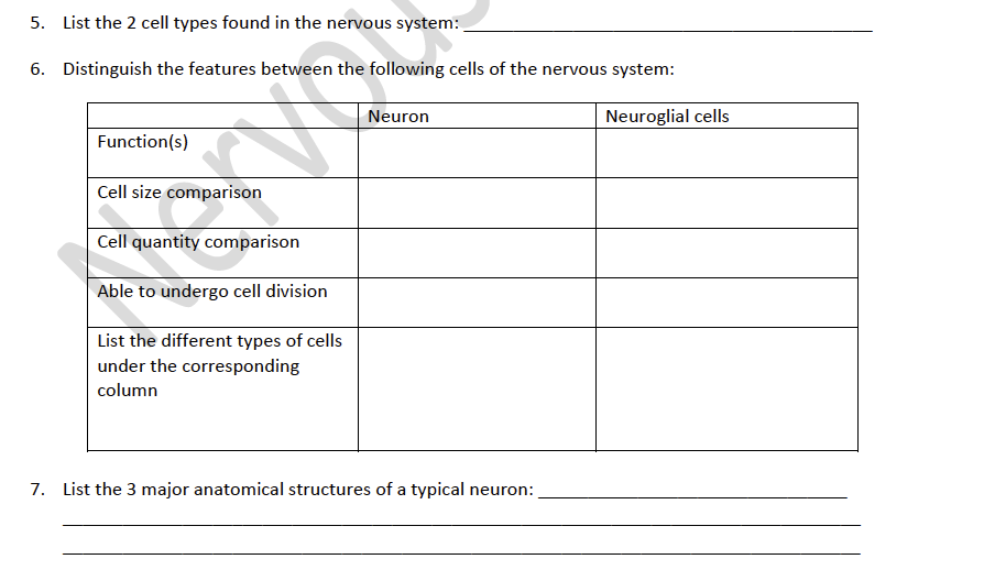 Solved 5. List the 2 cell types found in the nervous system: | Chegg.com