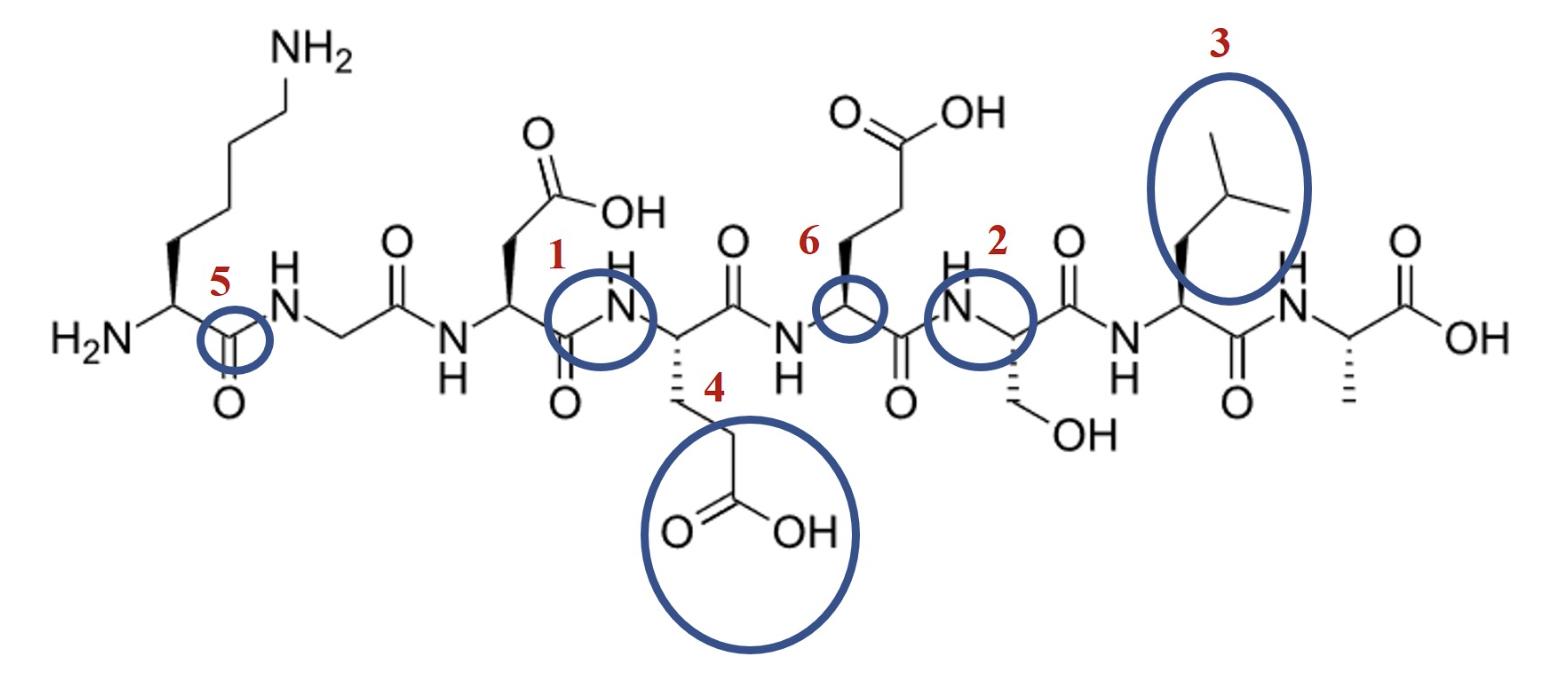 Solved Match the numbers to the structure described. | Chegg.com