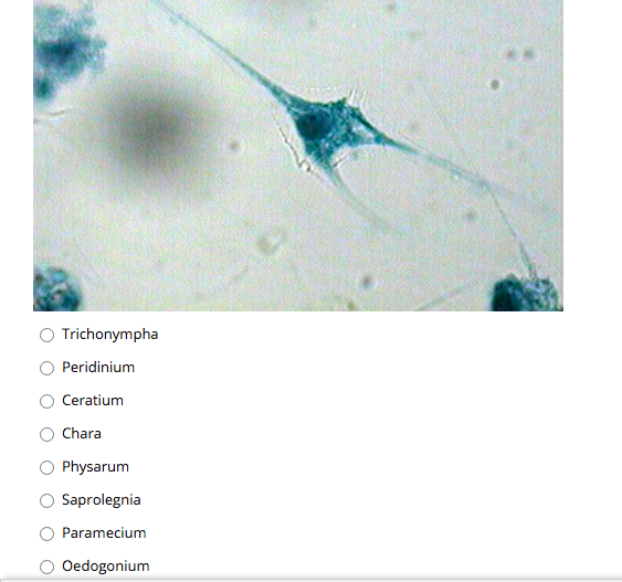 Trichonympha Labeled