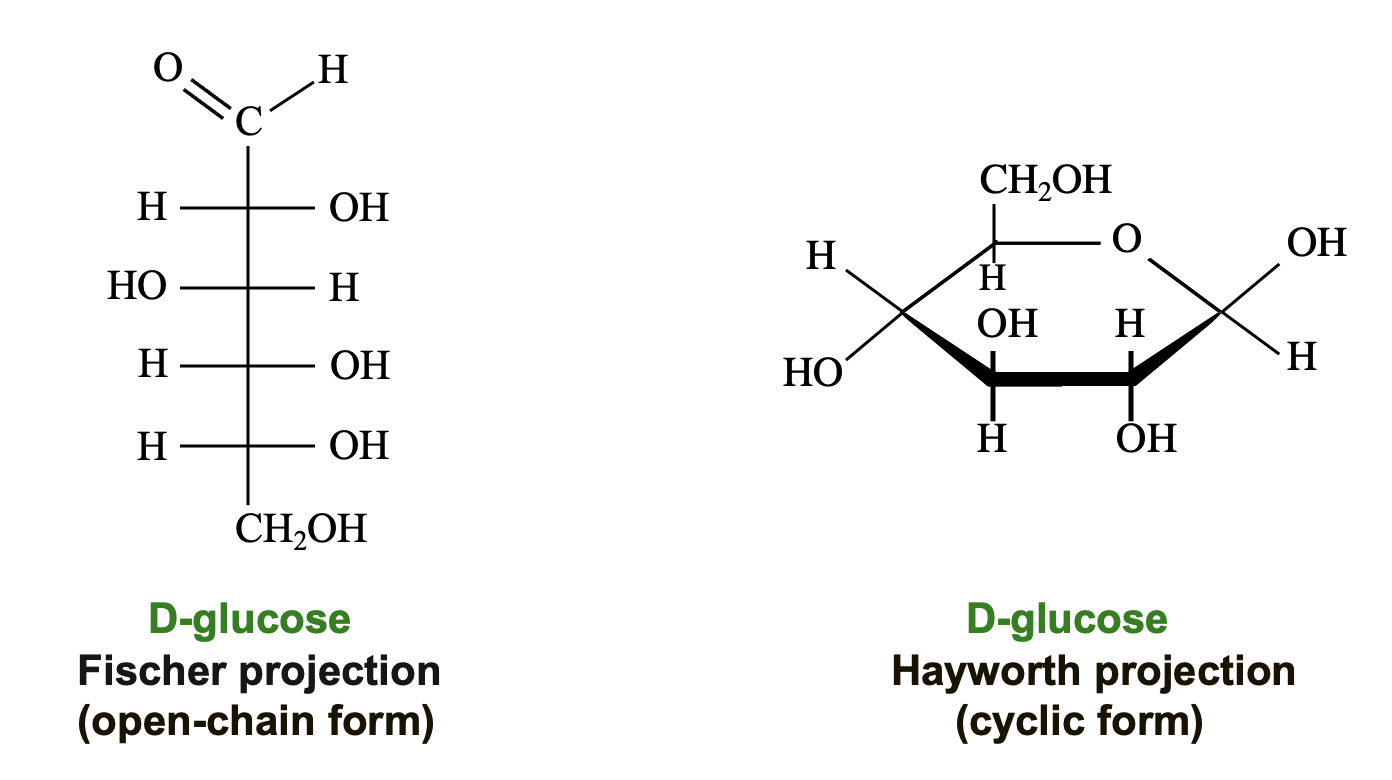 Solved Haworth and Fisher Projections of | Chegg.com