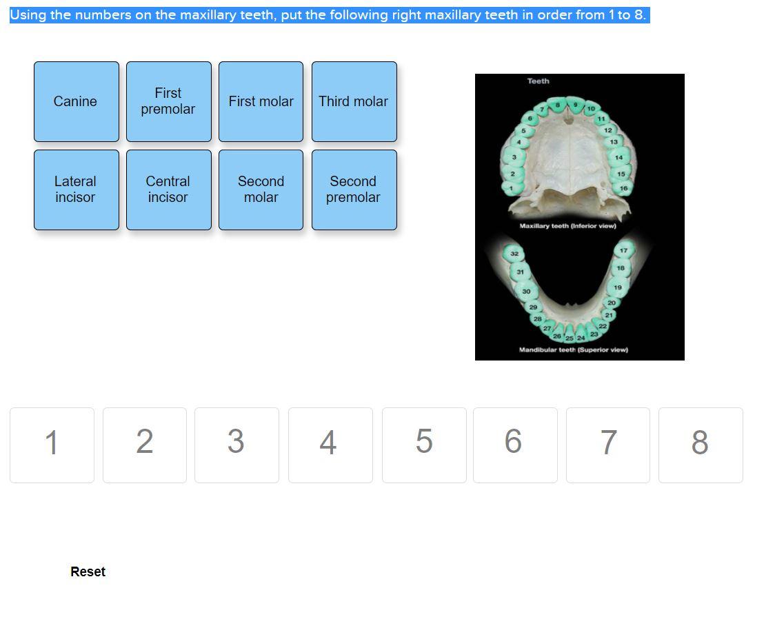 Solved Using the numbers on the maxillary teeth, put the | Chegg.com
