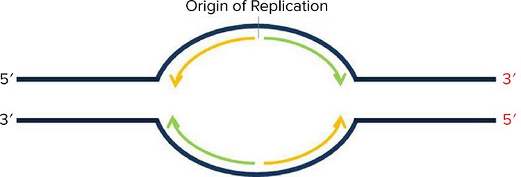 Solved The representation of bidirectional replication in | Chegg.com
