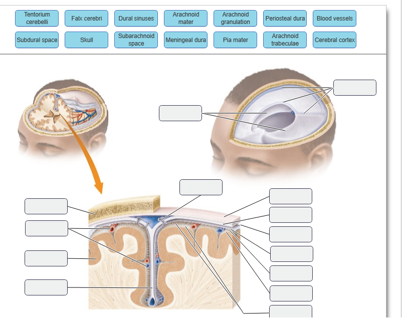 Falx cerebri Dural sinuses Arachnoid mater Arachnoid | Chegg.com