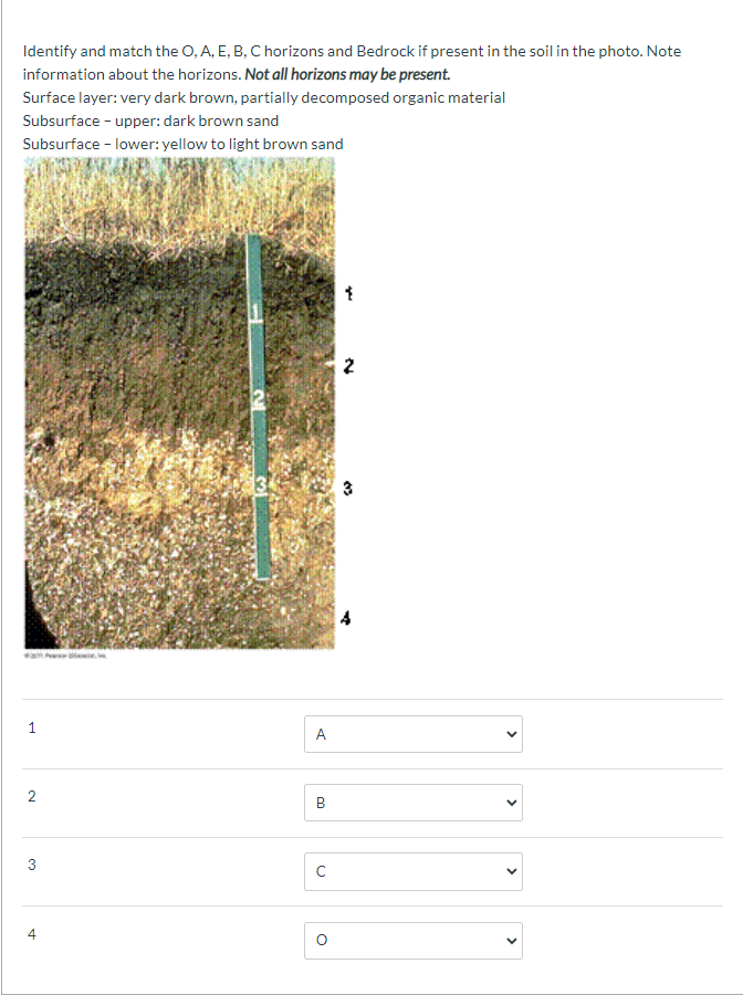 Solved Identify and match the O, A, E, B, C horizons and | Chegg.com