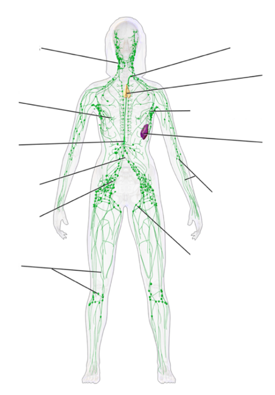 Solved Please label the following on the provided image of | Chegg.com
