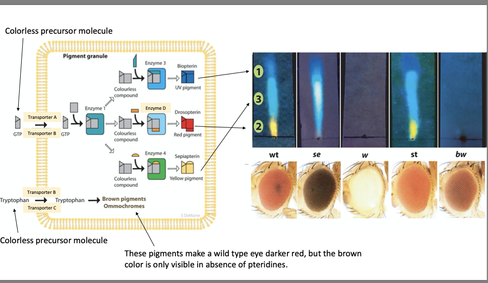 Solved Which synthesis pathway(s) is Transporter A involved | Chegg.com