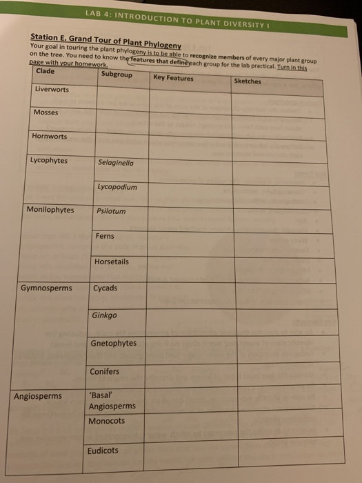 Solved LAB 4: INTRODUCTION TO PLANT DIVERSITY Station E. | Chegg.com