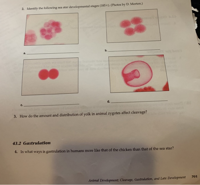 Solved Identify the following sea star developmental stages | Chegg.com