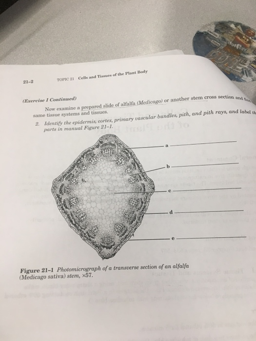 Solved 21-2 TOPIC 21 Cells and Tissues of the Plant Body | Chegg.com