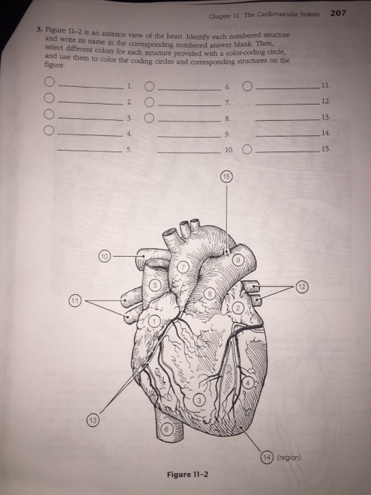 Solved Chapter 11 The Cardiovascular System 207 3 Figure Chegg