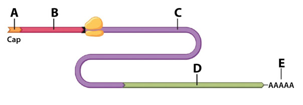 Solved The following diagram is an mRNA bound by a ribosome | Chegg.com