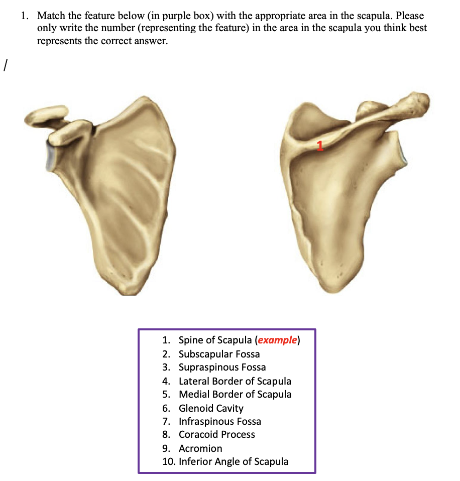 Medial Border Of Scapula