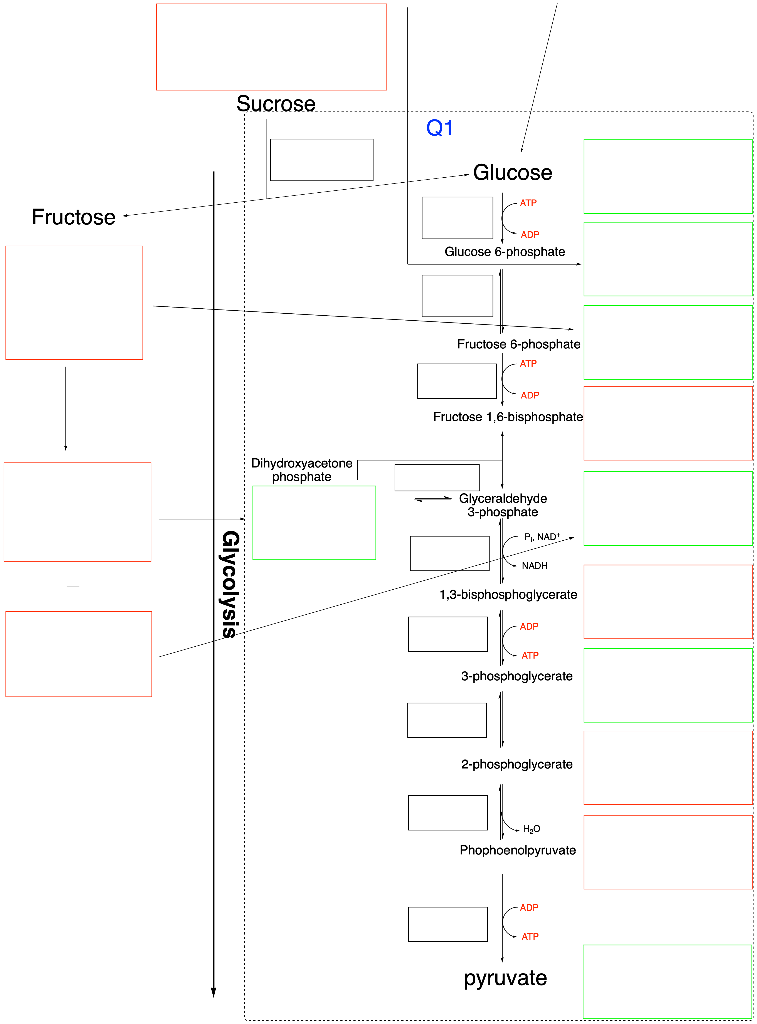 Solved 1. Diagram the process of sucrose breakdown into | Chegg.com