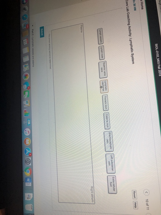 Solved Home Ex 38 HW Core Lab Coaching Activity: Lymphatic | Chegg.com