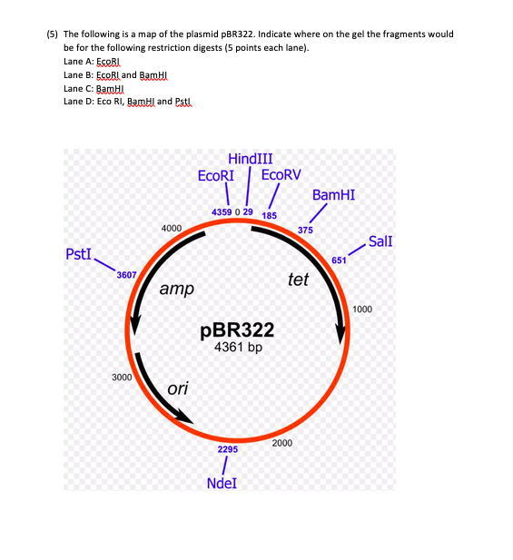 Solved (5) The following is a map of the plasmid PBR322. | Chegg.com