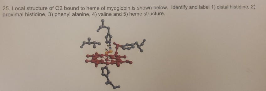 Solved 25. Local structure of O2 bound to heme of myoglobin | Chegg.com