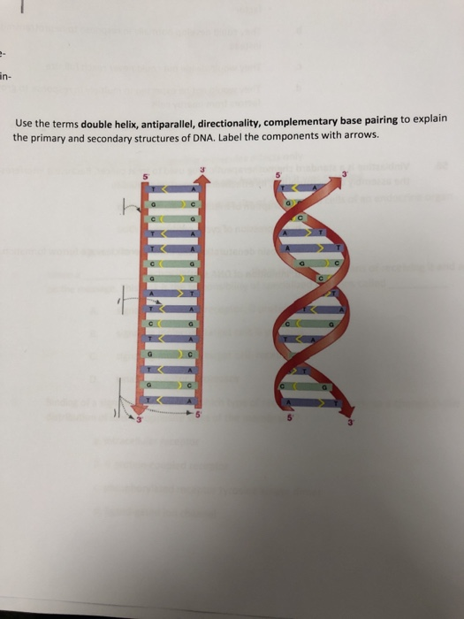 Solved in- Use the terms double helix, antiparallel, | Chegg.com