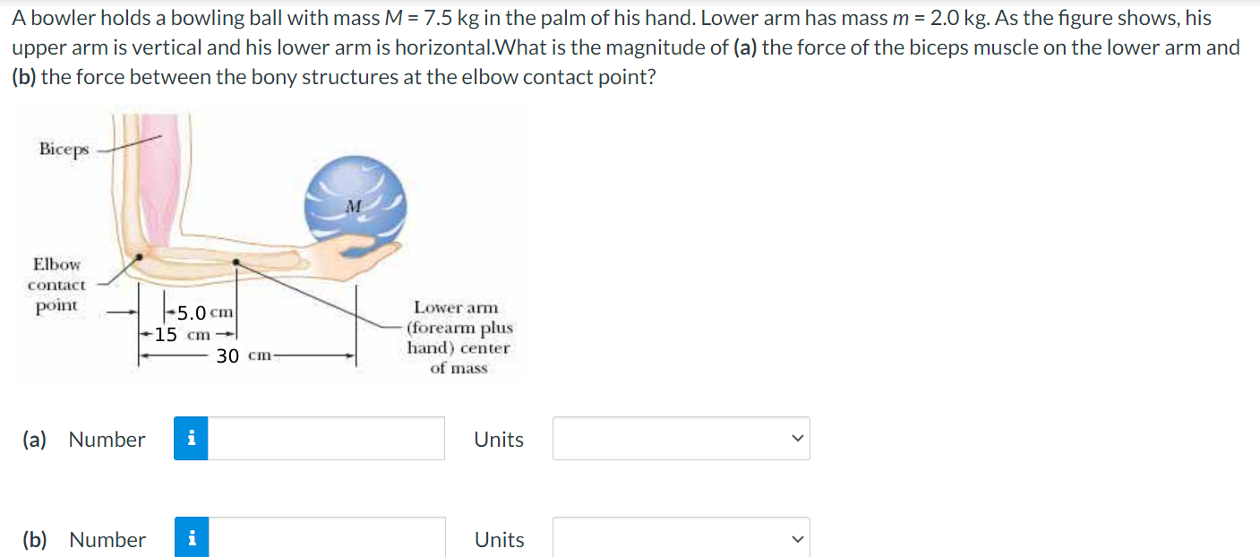 Solved A bowler holds a bowling ball with mass M=7.5kg ﻿in | Chegg.com