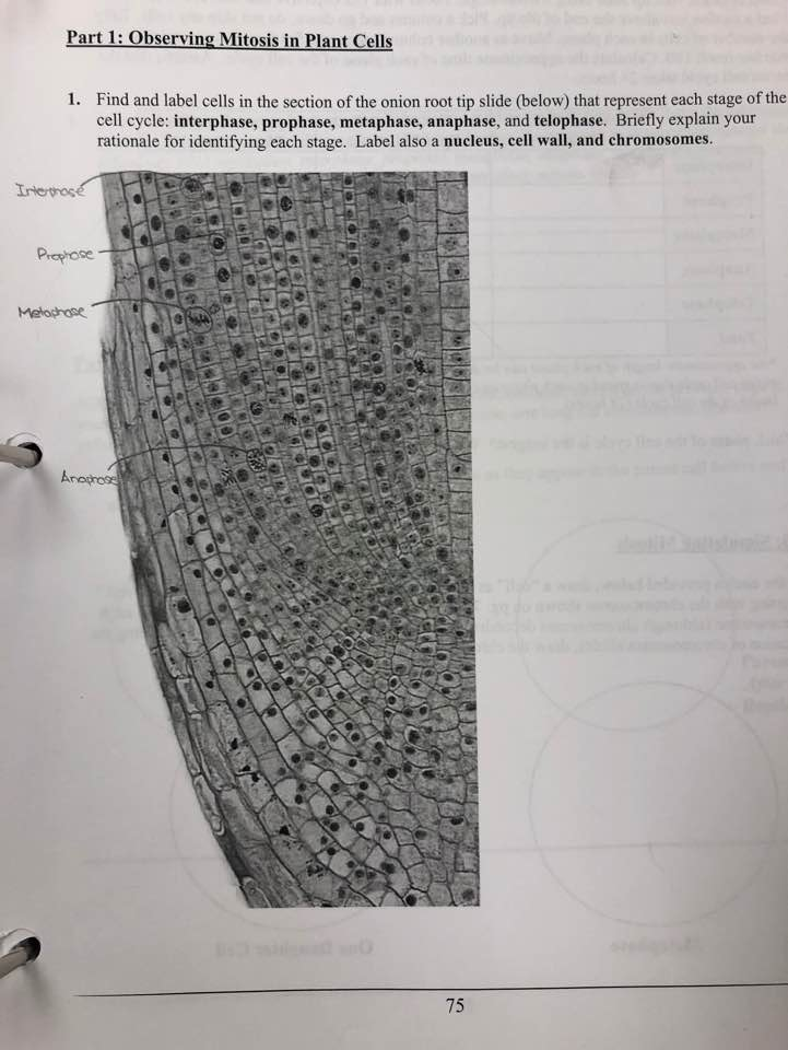Solved Part 1: Observing Mitosis in Plant Cell Find and | Chegg.com