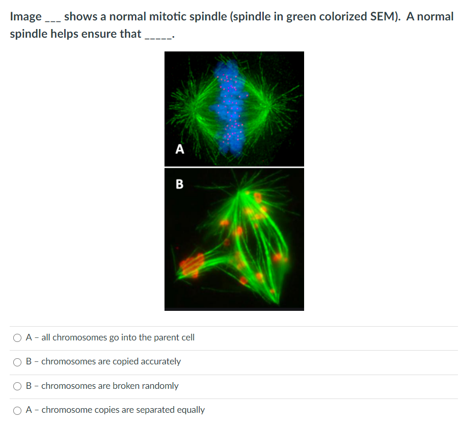 Solved Image --- shows a normal mitotic spindle (spindle in | Chegg.com