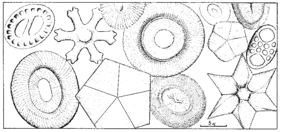 Solved 13. There is a variety of symmetry examples shown | Chegg.com