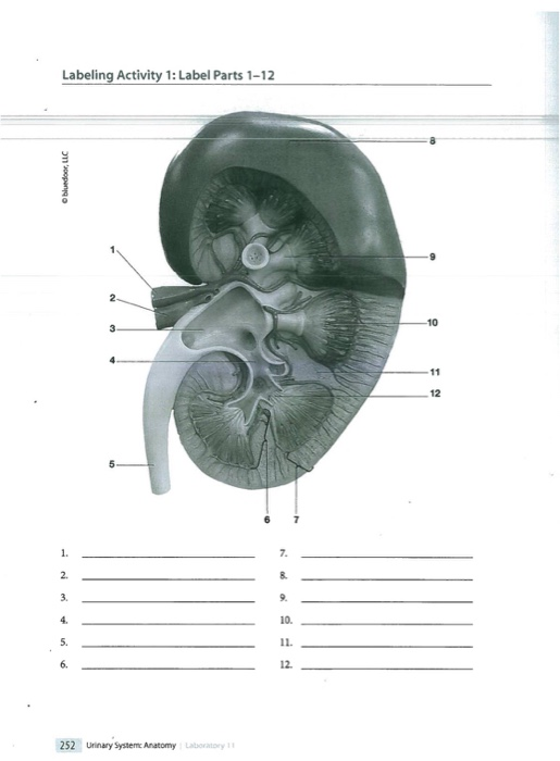 Solved Labeling Activity 1: Label Parts 1-12 10 12 7. 252 | Chegg.com