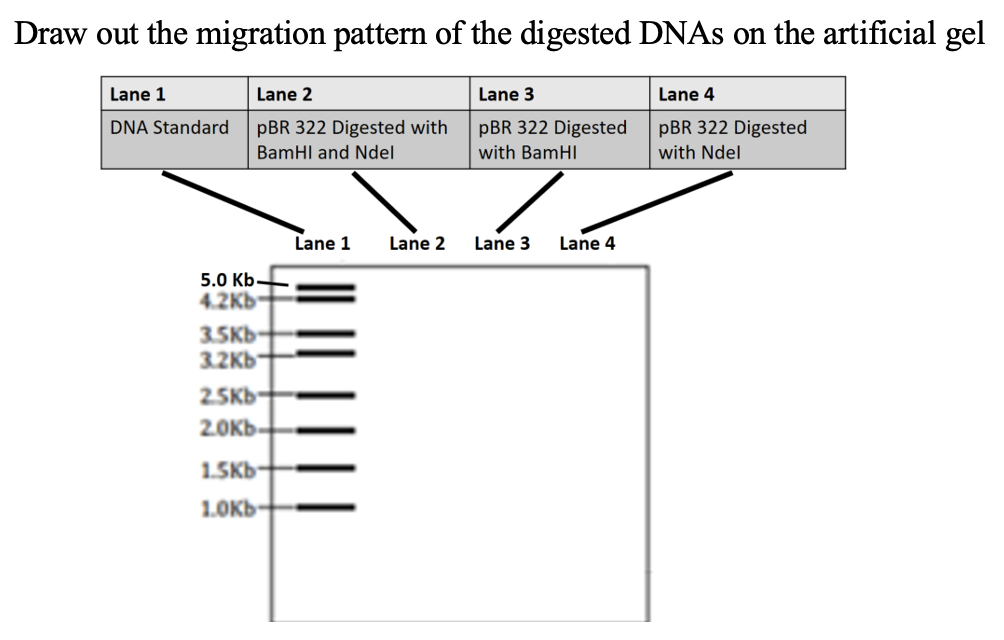 Solved Draw out the migration pattern of the digested DNAs | Chegg.com