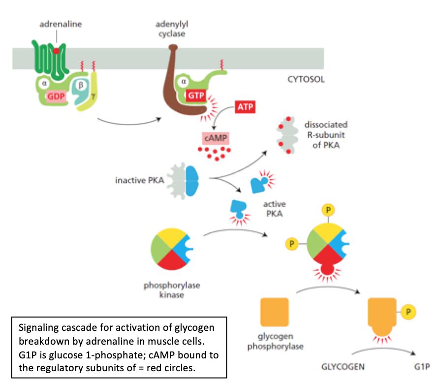 Solved A vital feature that is true all signaling cascades | Chegg.com