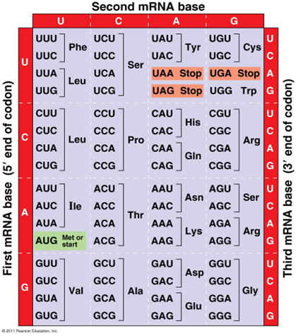 Solved Below is a sequence of DNA that represents a Gene. | Chegg.com