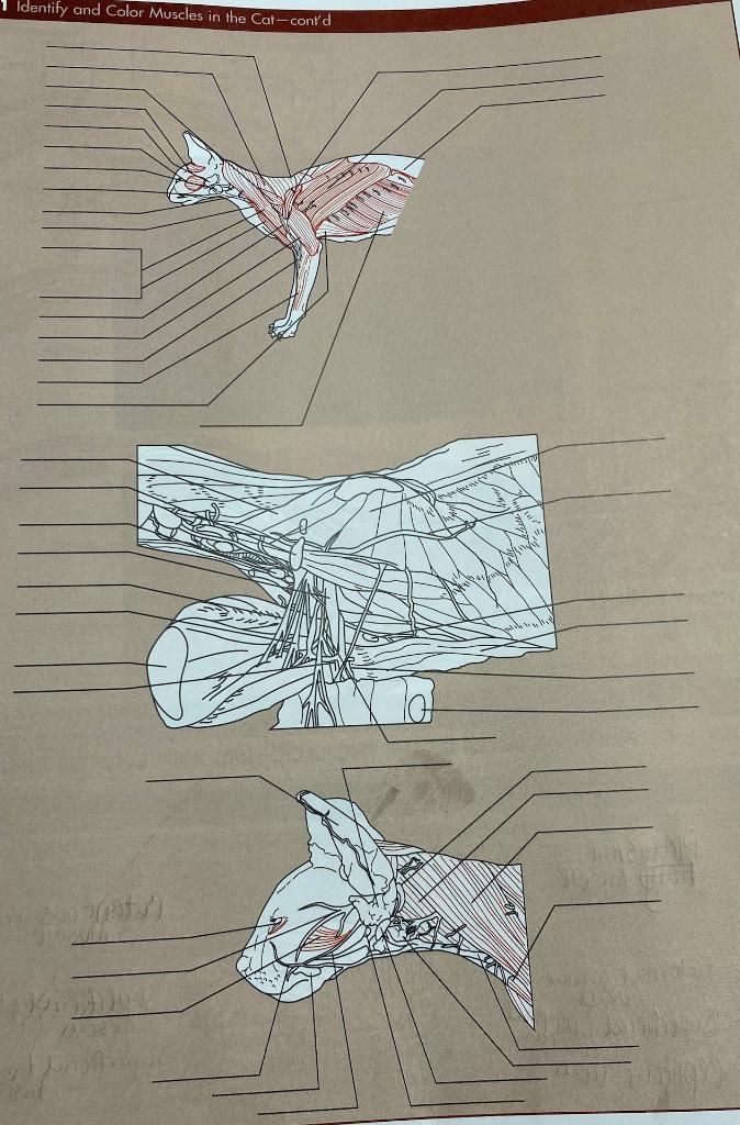 Solved Lab Manual for Clinical Anatomy and Physiology | Chegg.com