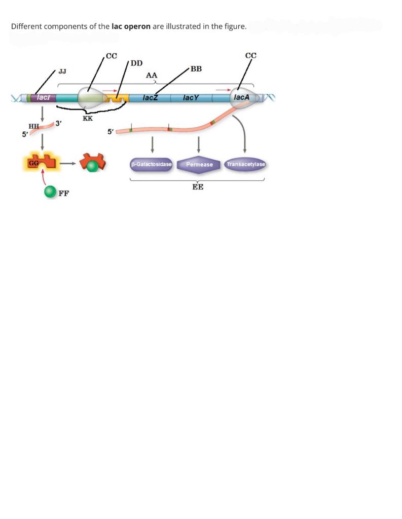 Solved Different components of the lac operon are | Chegg.com Solved Different components of the lac operon are | Chegg.com