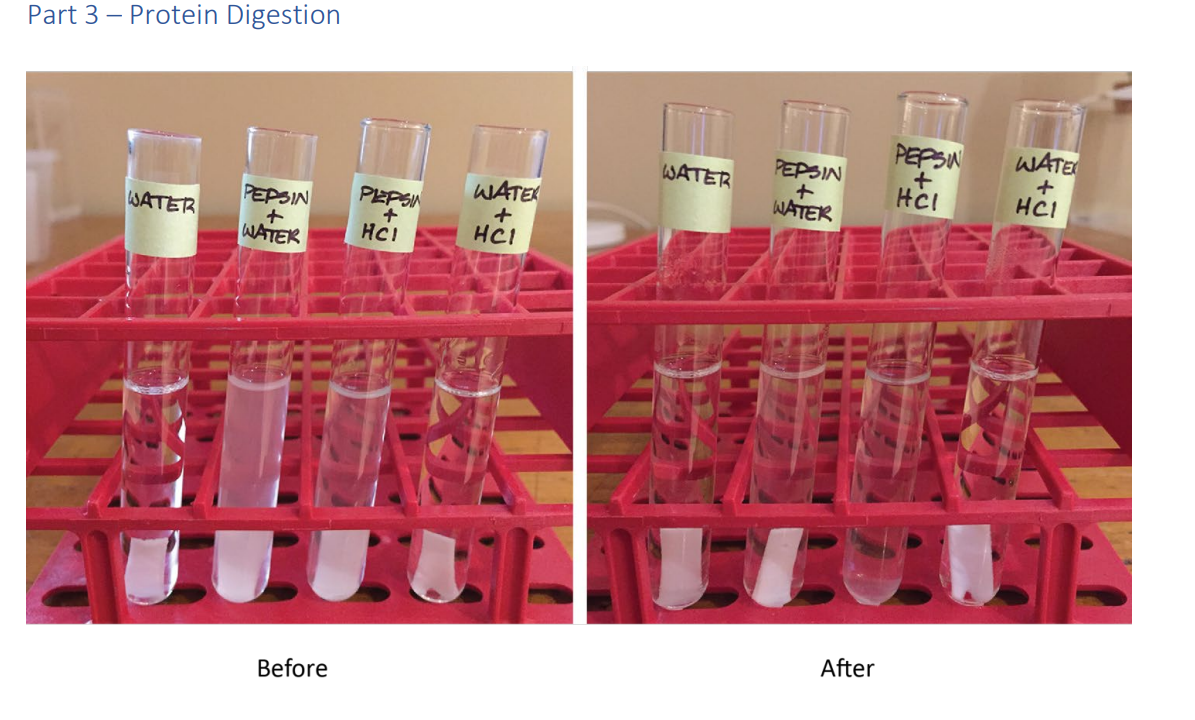 Solved Part 3 – Protein Digestion WATER PEPSIN PEPSN + HCI | Chegg.com