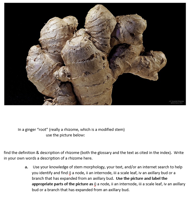 Solved In a ginger "root" (really a rhizome, which is a | Chegg.com