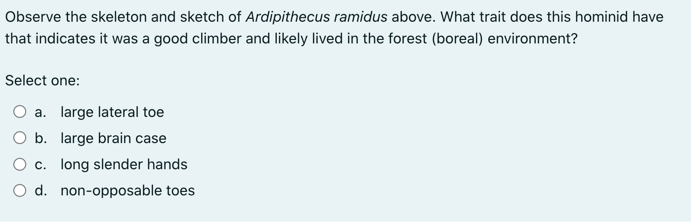 Solved Observe the skeleton and sketch of Ardipithecus | Chegg.com