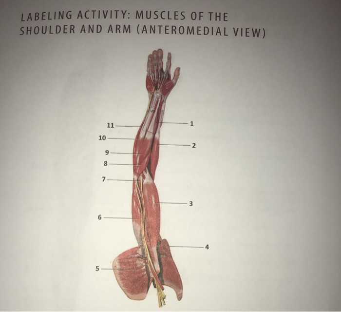 Solved LABELING ACTIVITY: MUSCLES OF THE SHOULDER AND ARM | Chegg.com