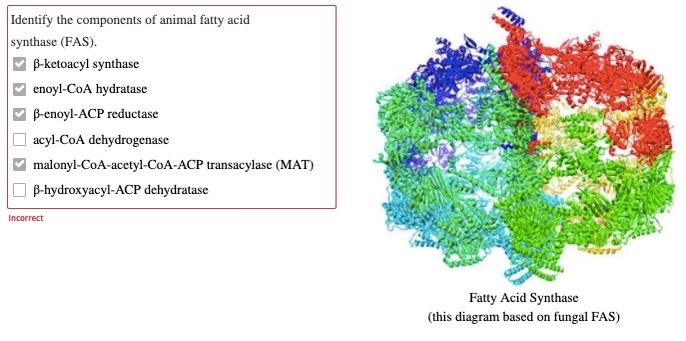 Solved Identify the components of animal fatty acid synthase | Chegg.com