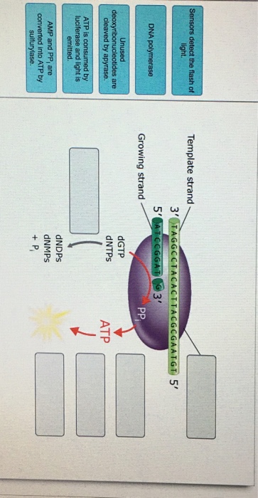 Solved Characterize the mechanism behind pyrosequencing. | Chegg.com