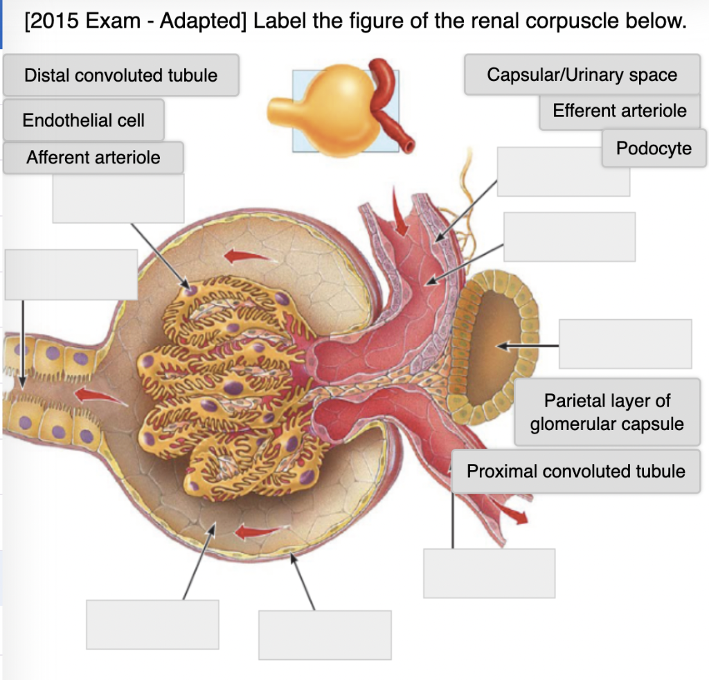 Solved [2015 Exam - Adapted] Label the figure of the renal | Chegg.com