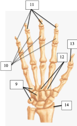 Solved Write the correct name of each of the bony landmarks | Chegg.com