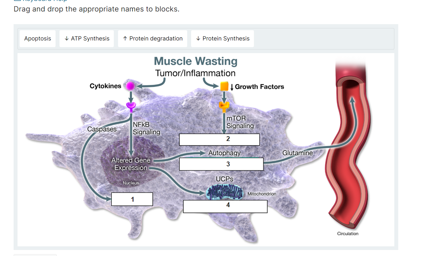 Solved Drag and drop the appropriate names to blocks. | Chegg.com