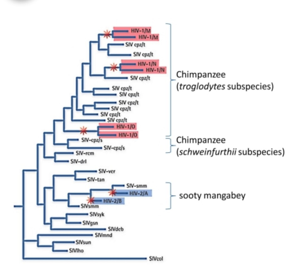 Solved This is an evolutionary treebased on RNA sequencesof | Chegg.com