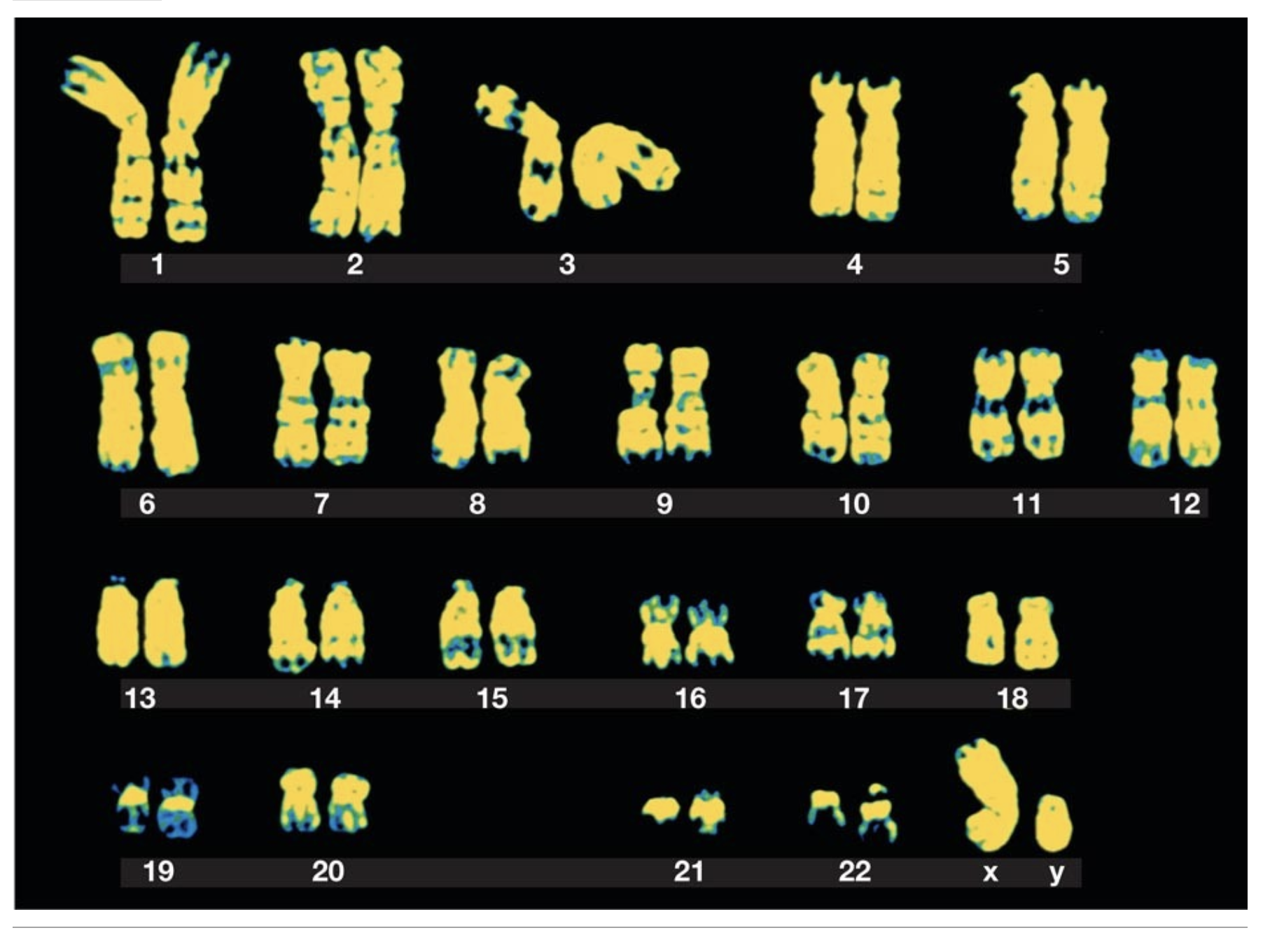 Solved If I extracted DNA from my cheek cells and magnified | Chegg.com