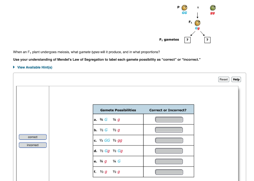 Solved Р (? GG gg F1 Gg F1 gametes ? ? When an F1 plant | Chegg.com