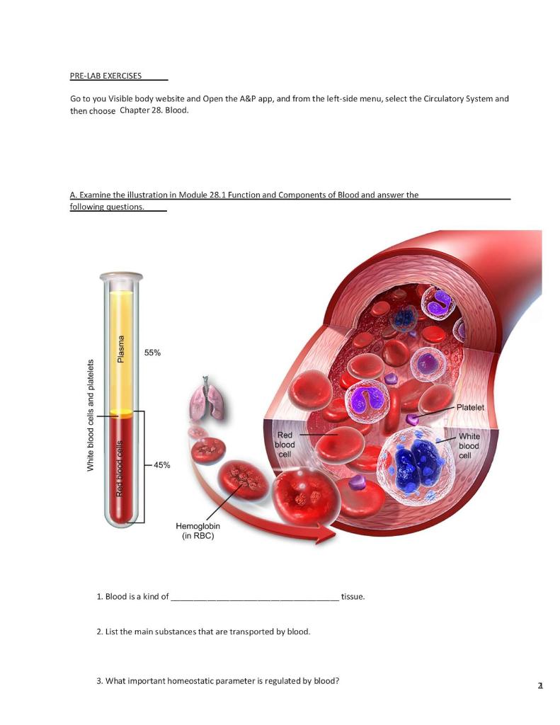 Solved PRE-LAB EXERCISES Go to you Visible body website and | Chegg.com