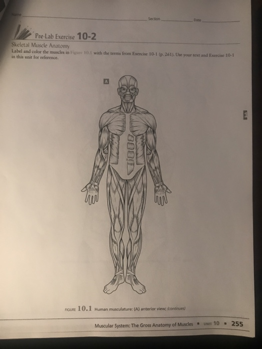 Solved Section Date Pre Lab Exercise 10-2 Skeletal Muscle | Chegg.com Solved Section Date Pre Lab Exercise 10-2 Skeletal Muscle | Chegg.com