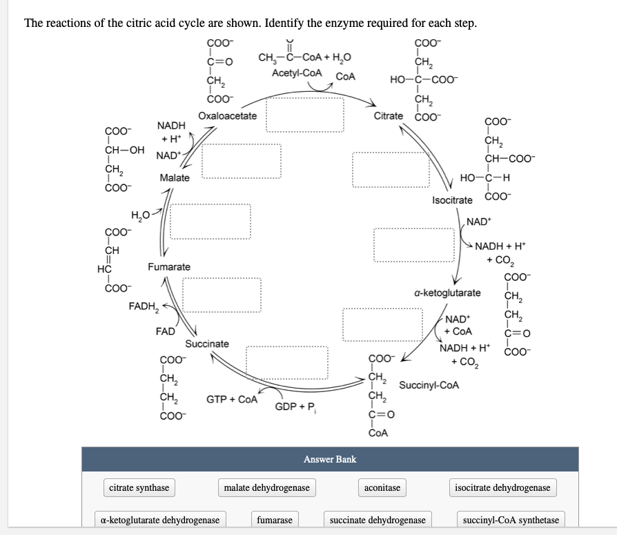 Solved Ch The Reactions Of The Citric Acid Cycle Are Shown Chegg